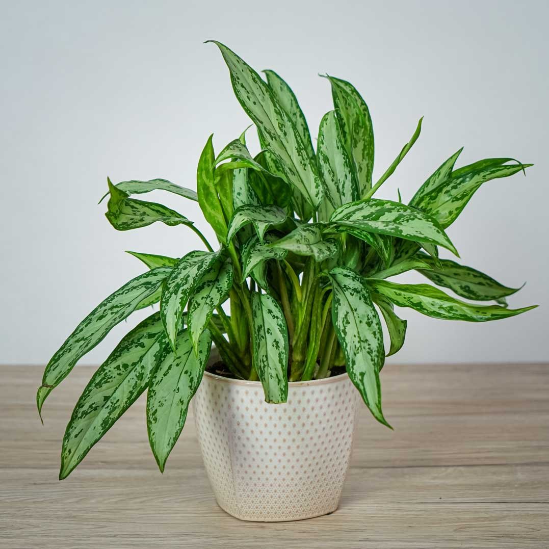Aglaonema spp | Aglaomema Mix 25-30cm – Top Rated Plant Shop in UAE