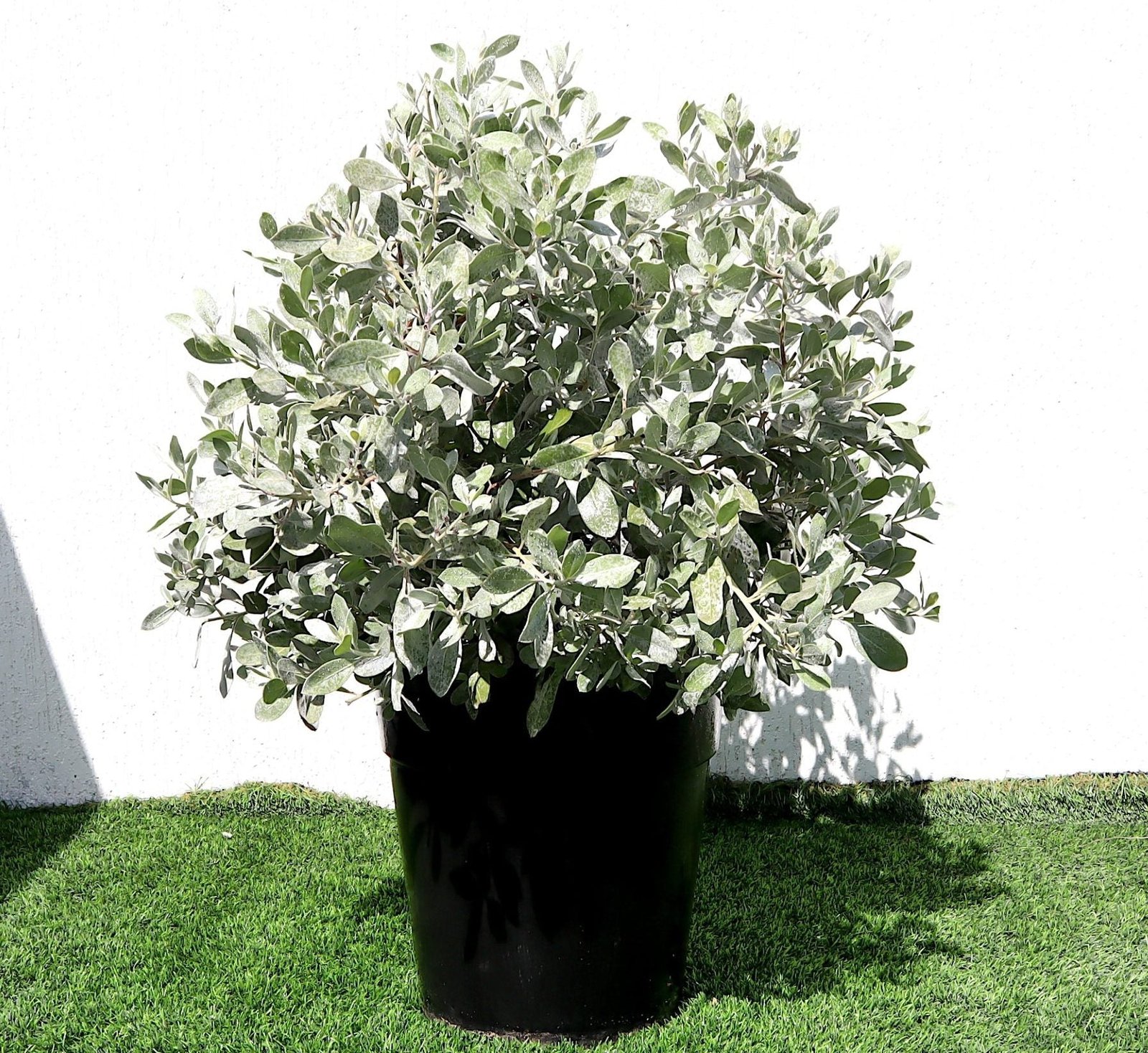Ball Shaped Conocarpus erectus Silver “70Ltr Pot” – Top Rated Plant ...