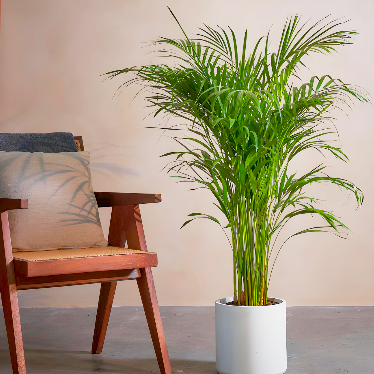 Chrysalidocarpus lutescens or Areca Palm Holland – Top Rated Plant Shop ...