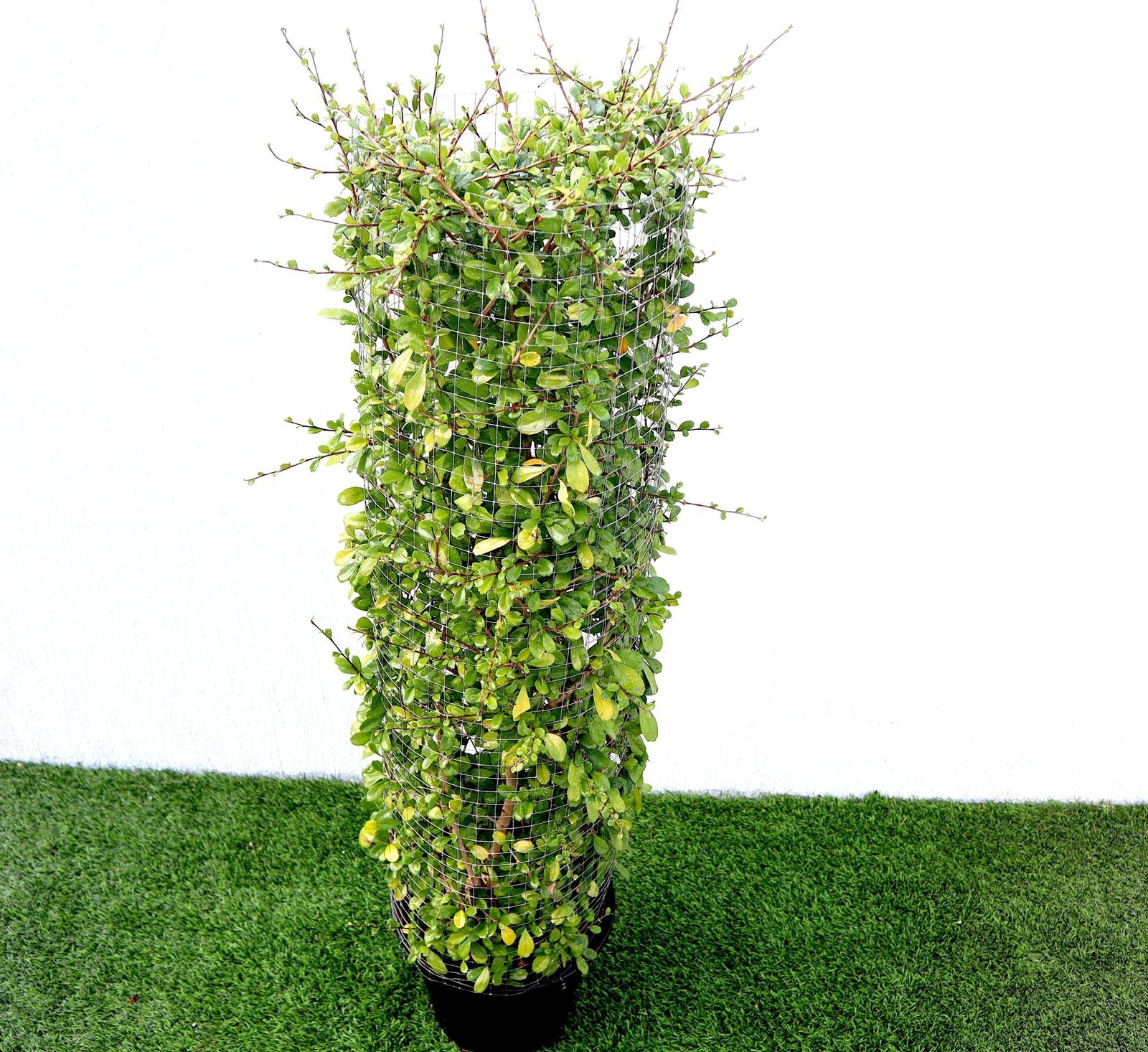 Ehretia Cylindrical Shape “Ehretia Microphylla” 1.0m – Top Rated Plant ...