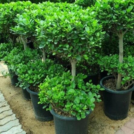 Ficus diversifolia “Three Heads” – Top Rated Plant Shop in UAE
