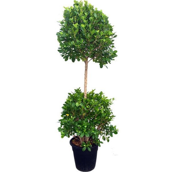 Ficus diversifolia “Two Heads” 1.0 – 1.3m – Top Rated Plant Shop in UAE