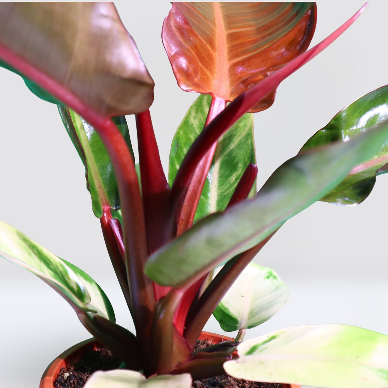 Philodendron Red Sun – Top Rated Plant Shop in UAE