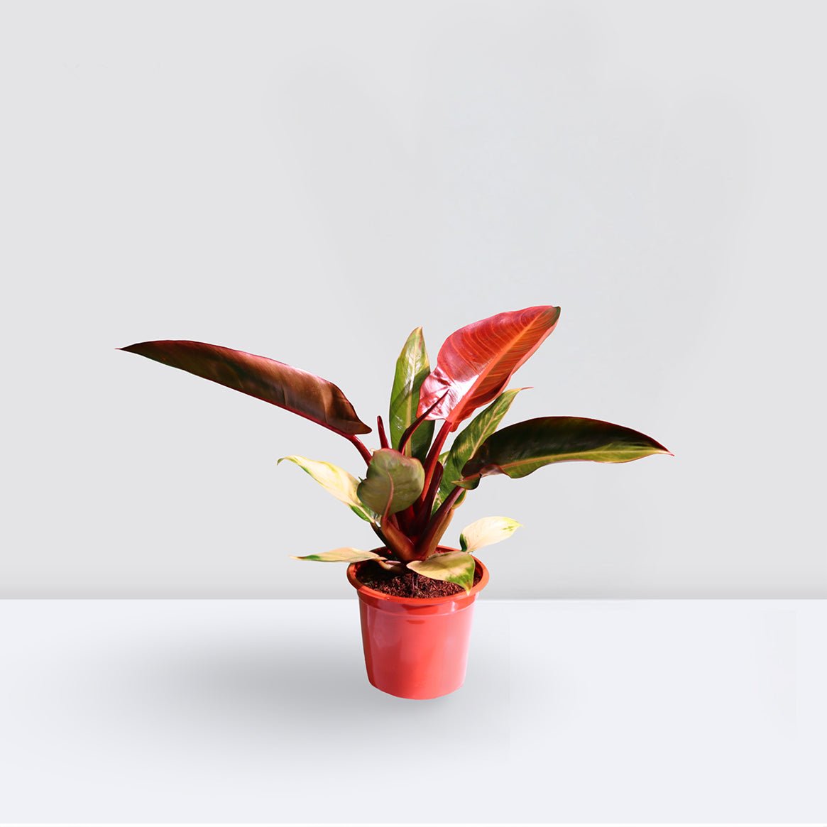Philodendron Red Sun – Top Rated Plant Shop in UAE