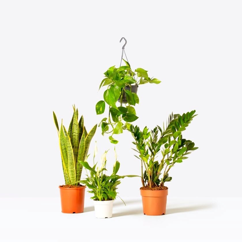 Unkillable Plants Set – Top Rated Plant Shop in UAE